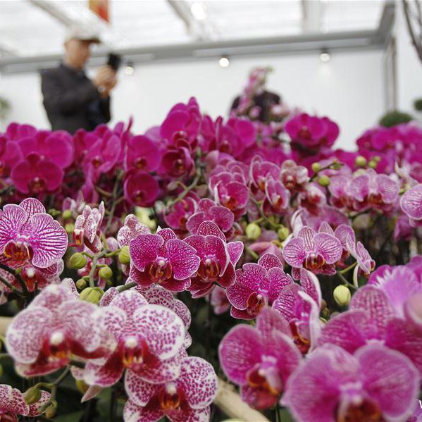 Flora Expo – BMC Travel